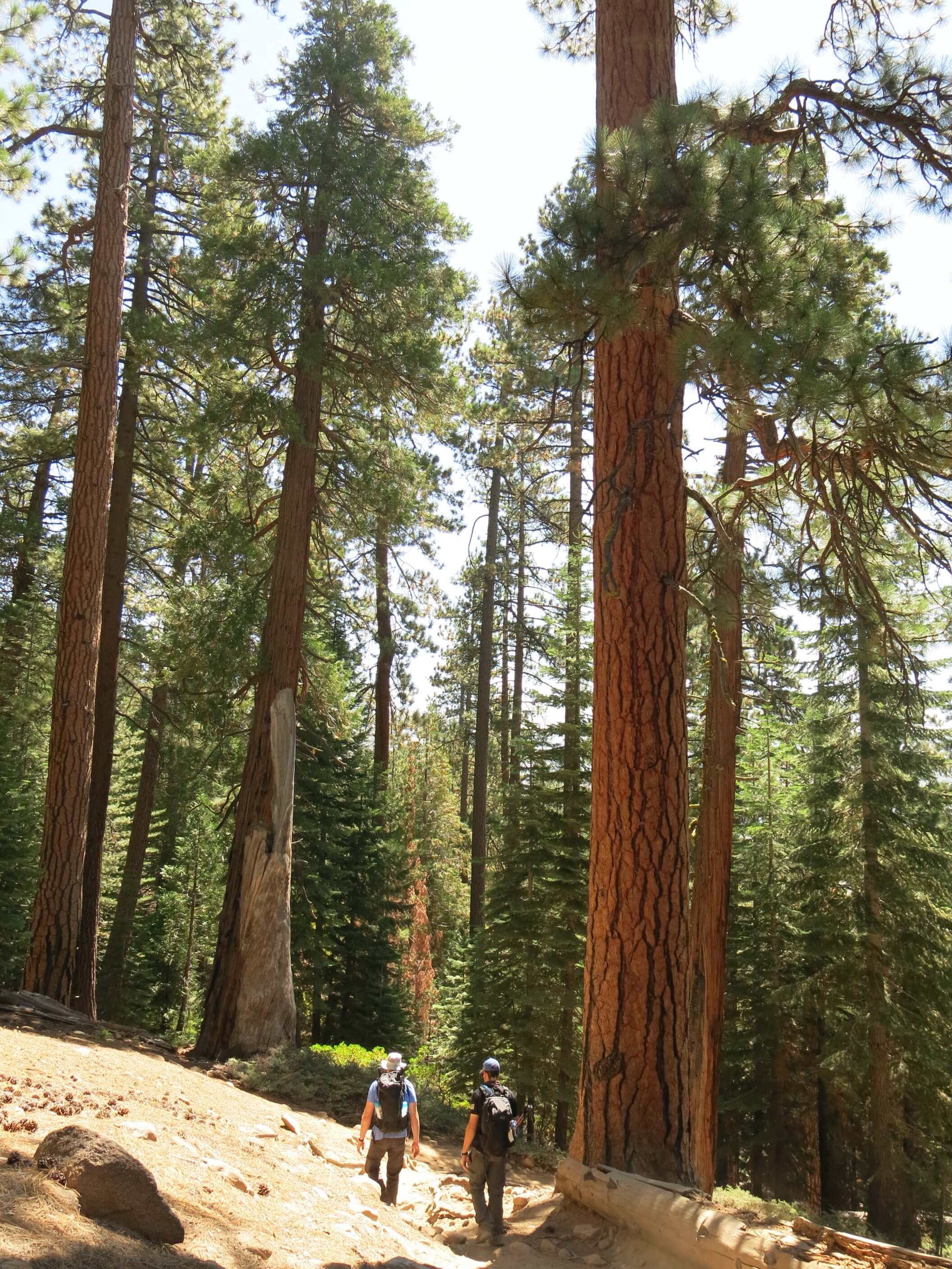 IMG_2264 – DayDream Under the Stars