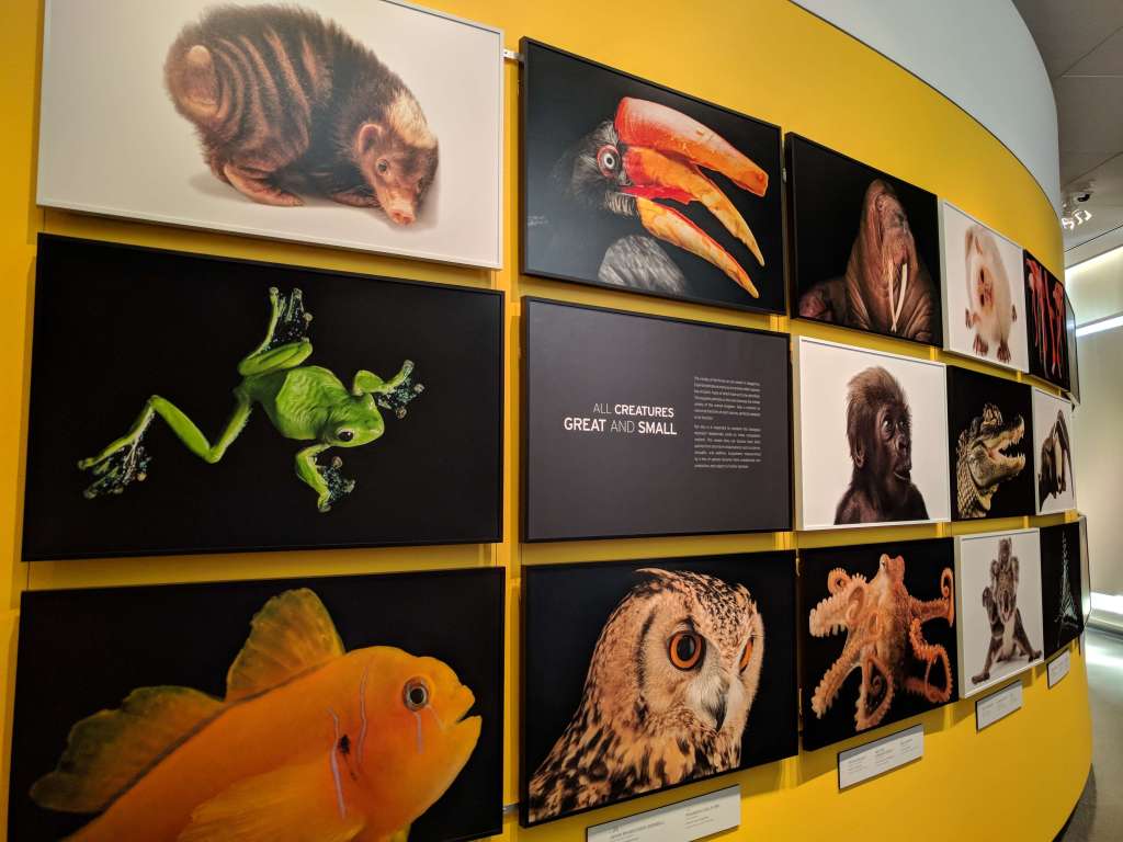 Inside “Photo Ark – A call from the Wild”. – DayDream Under the Stars