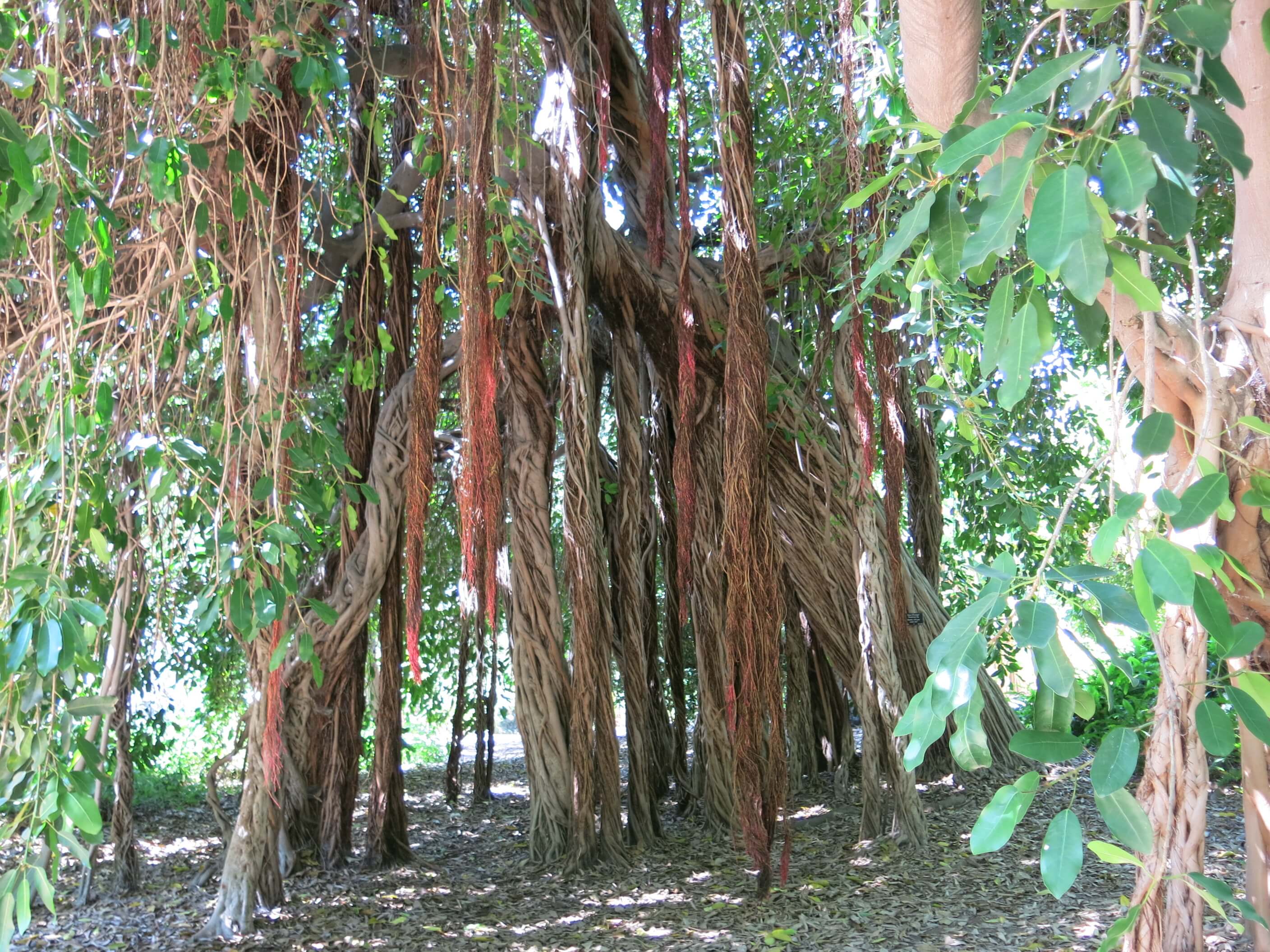 Exploring Los Angeles Arboretum – DayDream Under the Stars