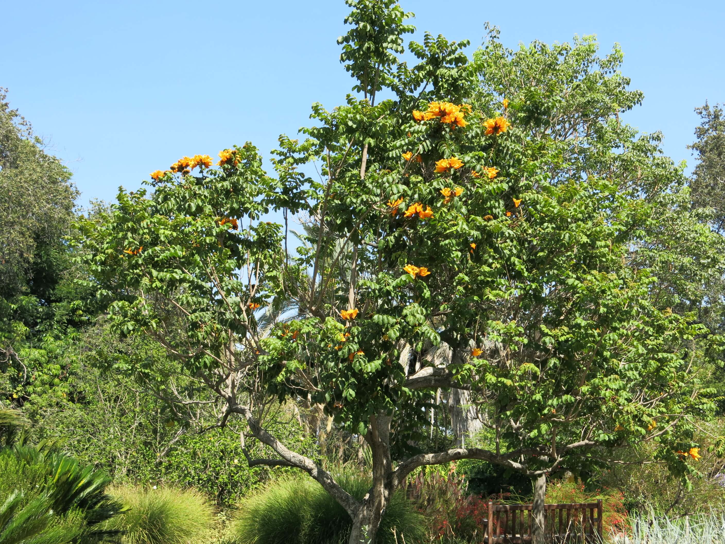 Exploring Los Angeles Arboretum – DayDream Under the Stars