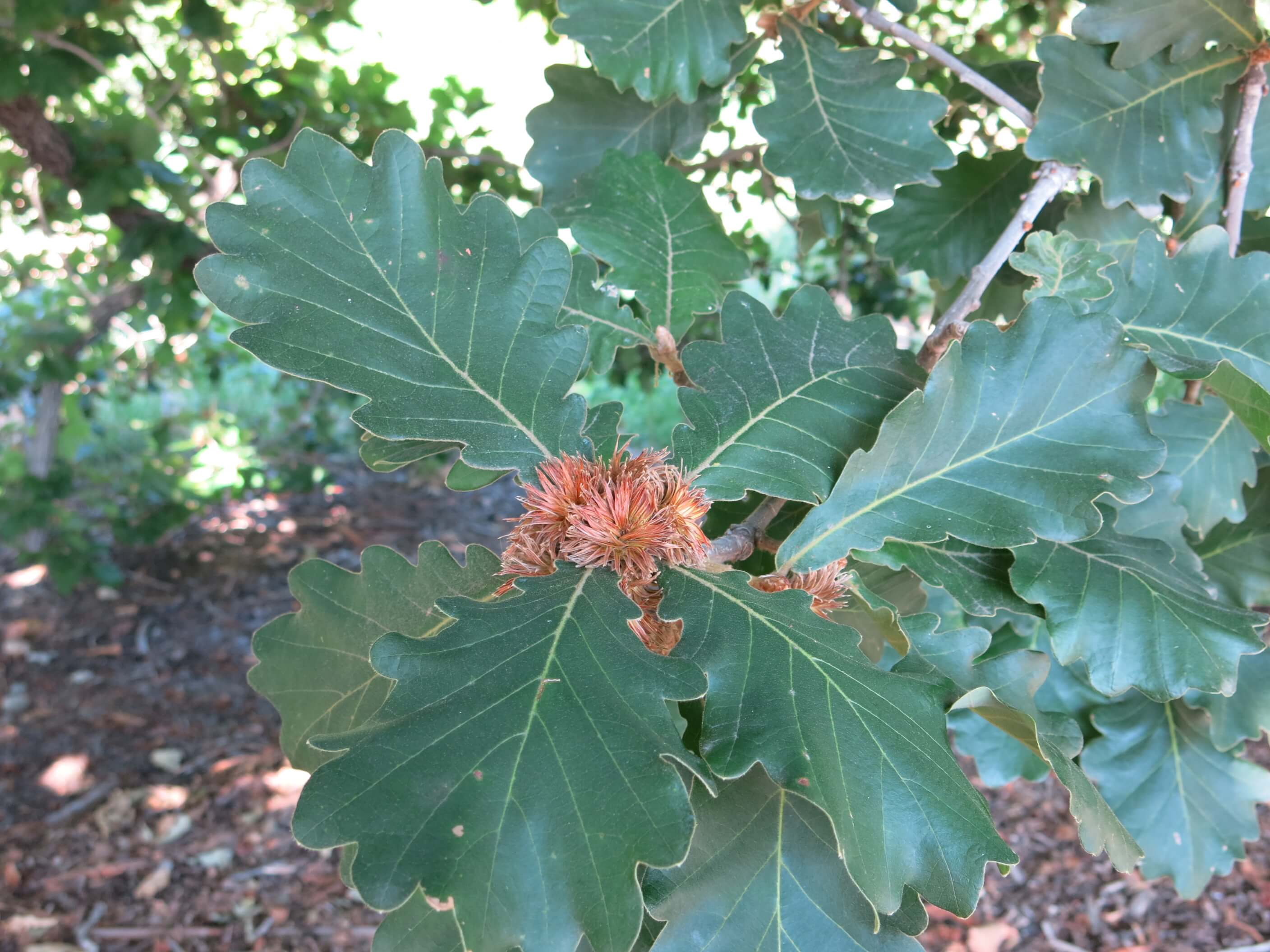 Exploring Los Angeles Arboretum – DayDream Under the Stars