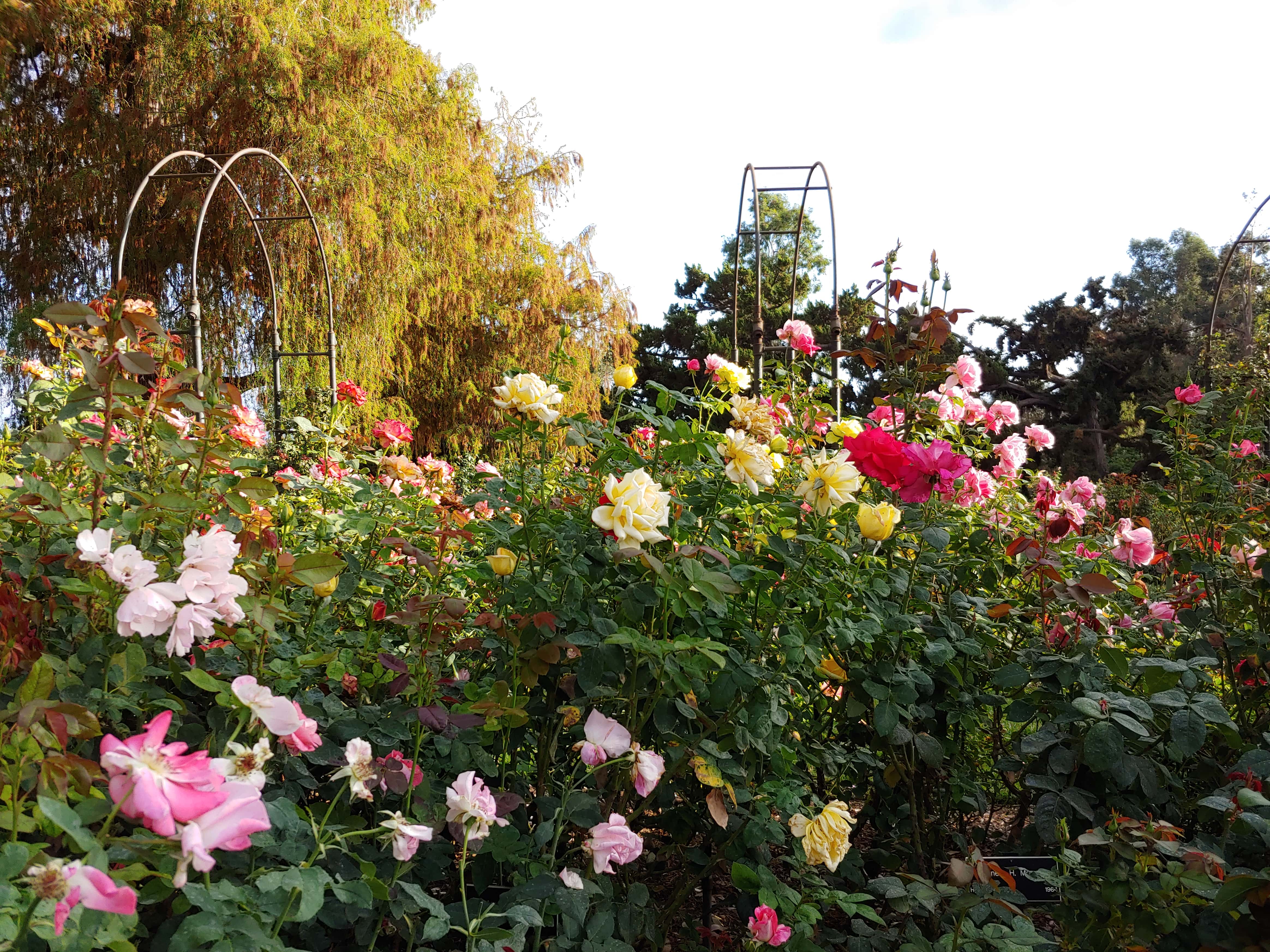 Summer Series: The Rose Garden – DayDream Under the Stars