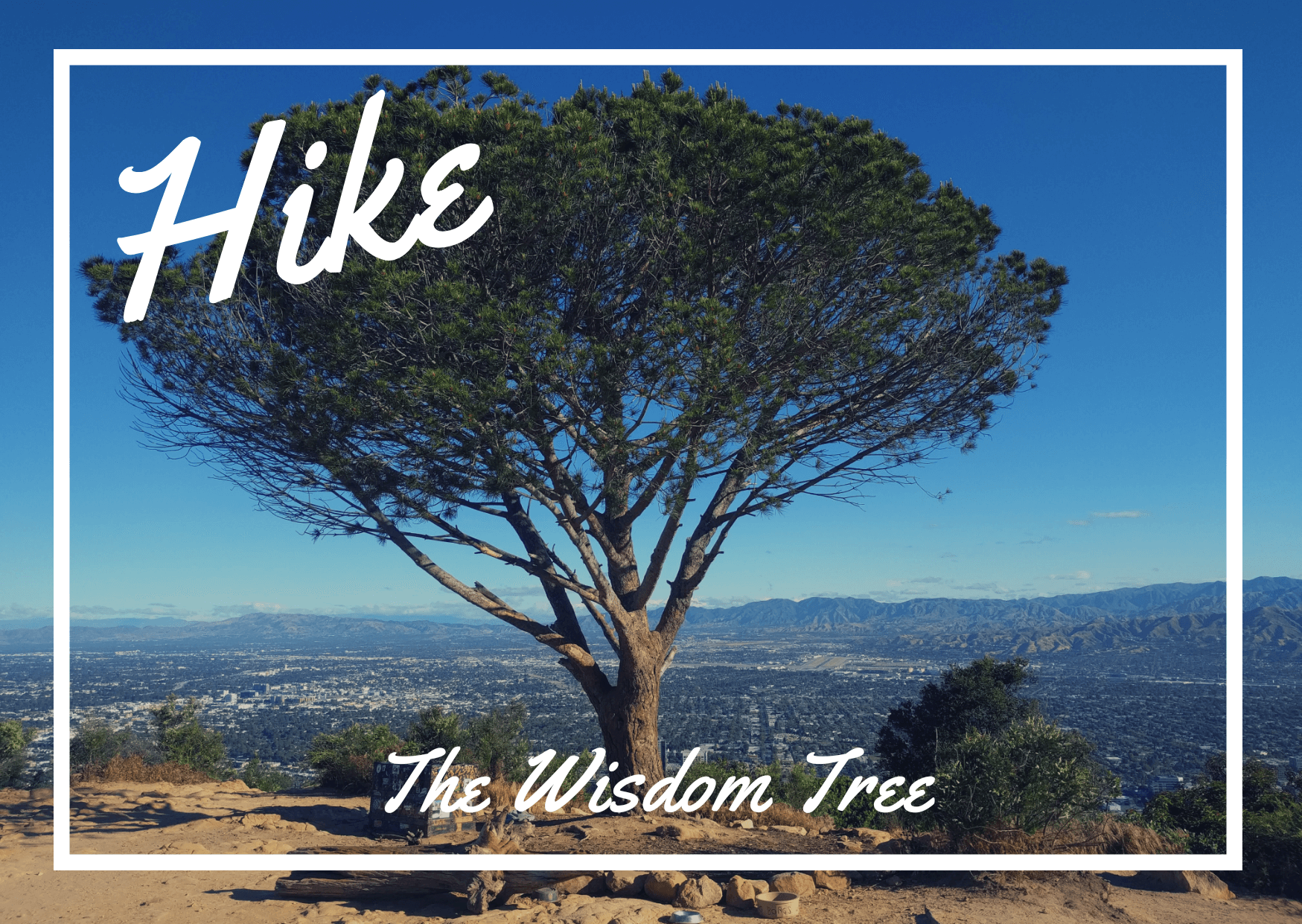 Hike the Wisdom Tree – DayDream Under the Stars