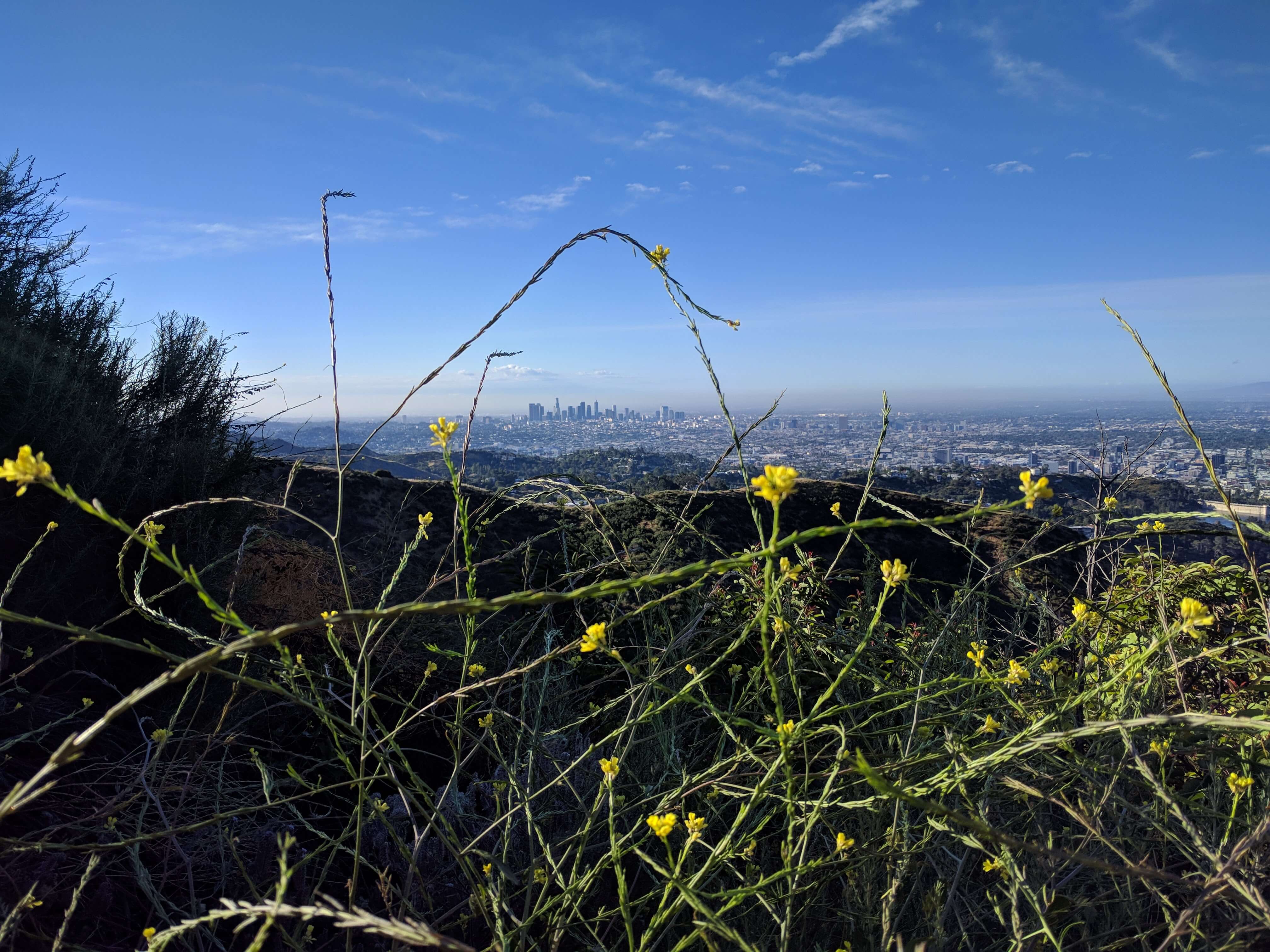 Hike the Wisdom Tree – DayDream Under the Stars
