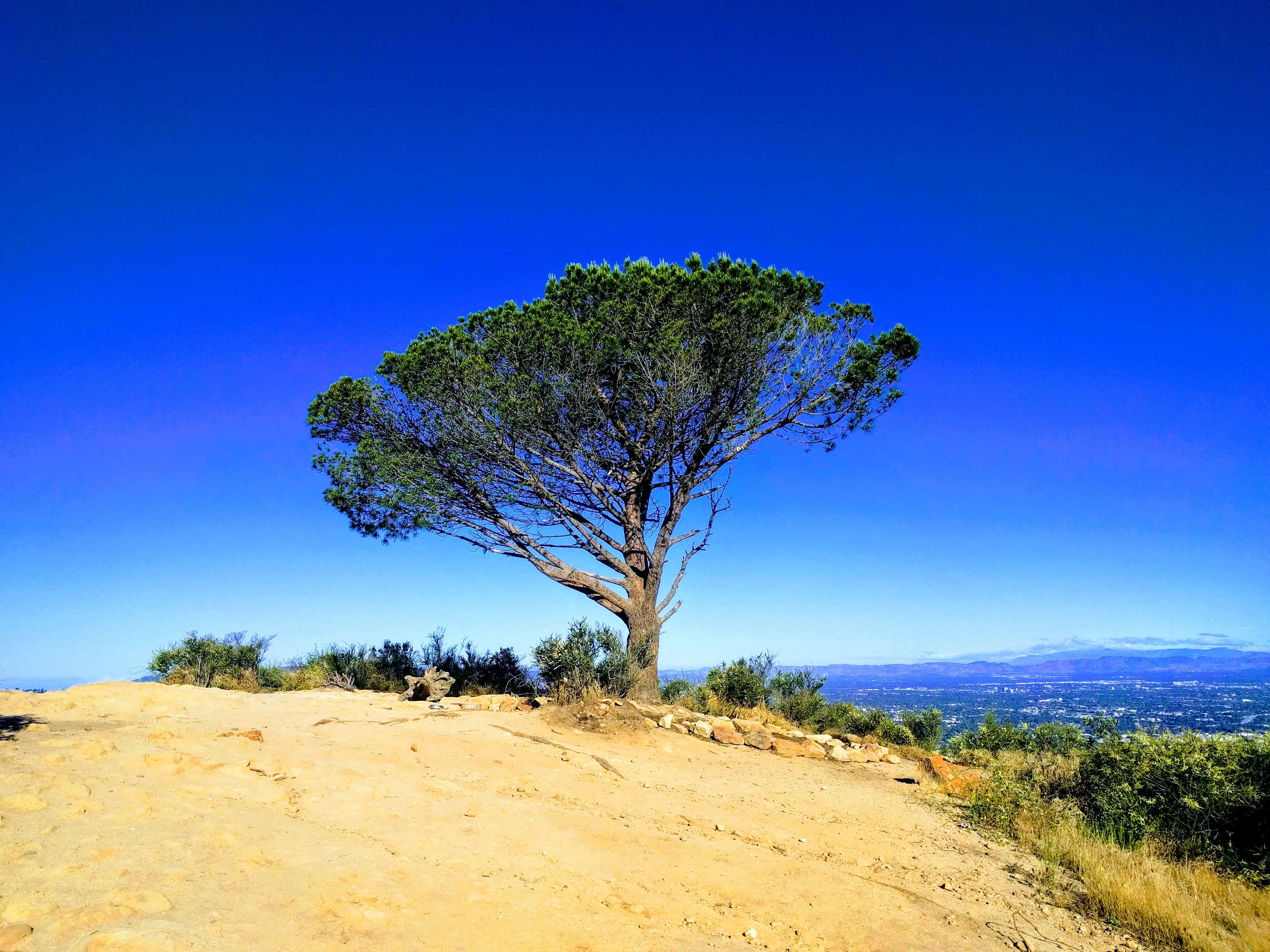 Hike the Wisdom Tree – DayDream Under the Stars