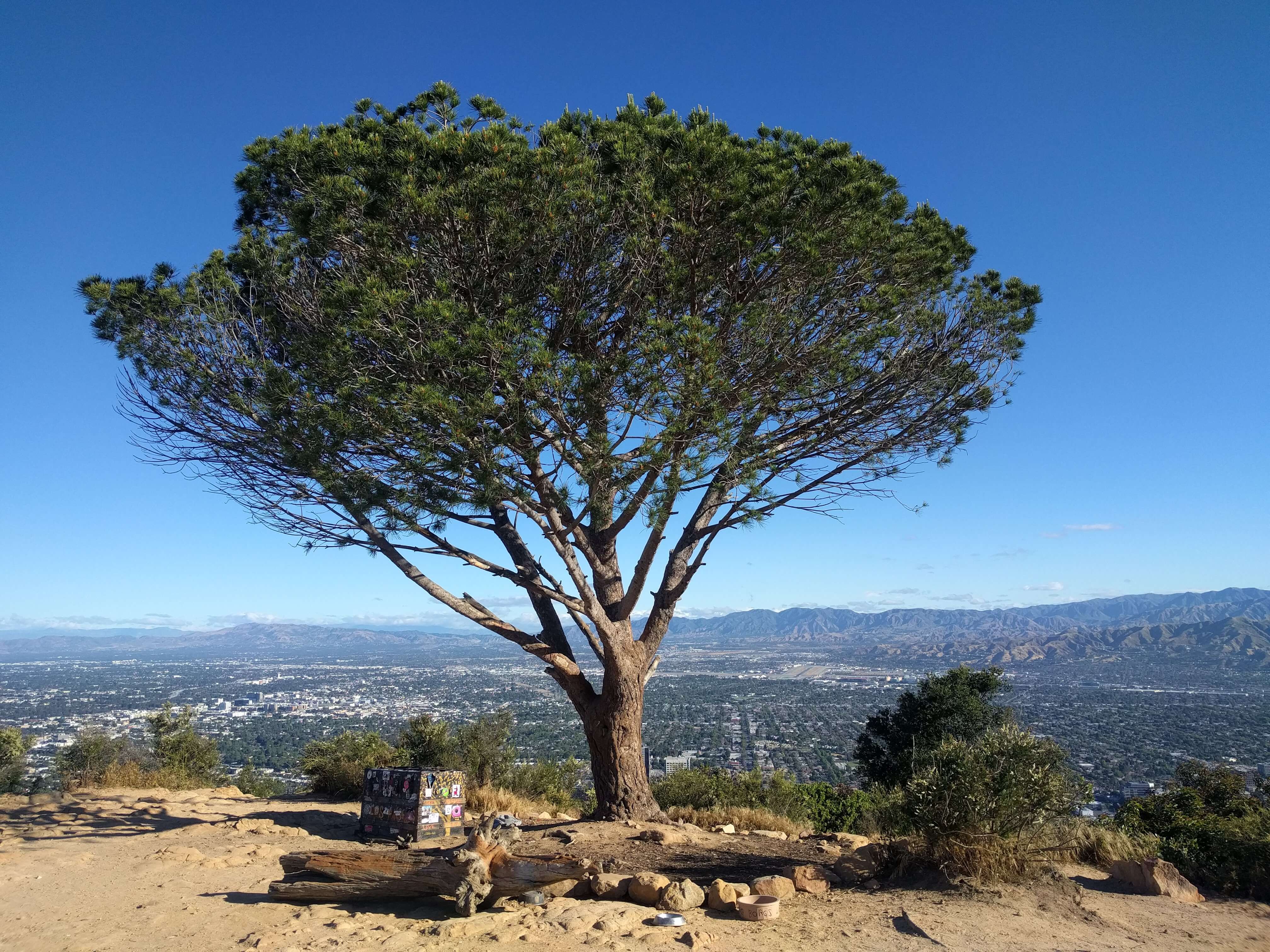 Hike the Wisdom Tree – DayDream Under the Stars