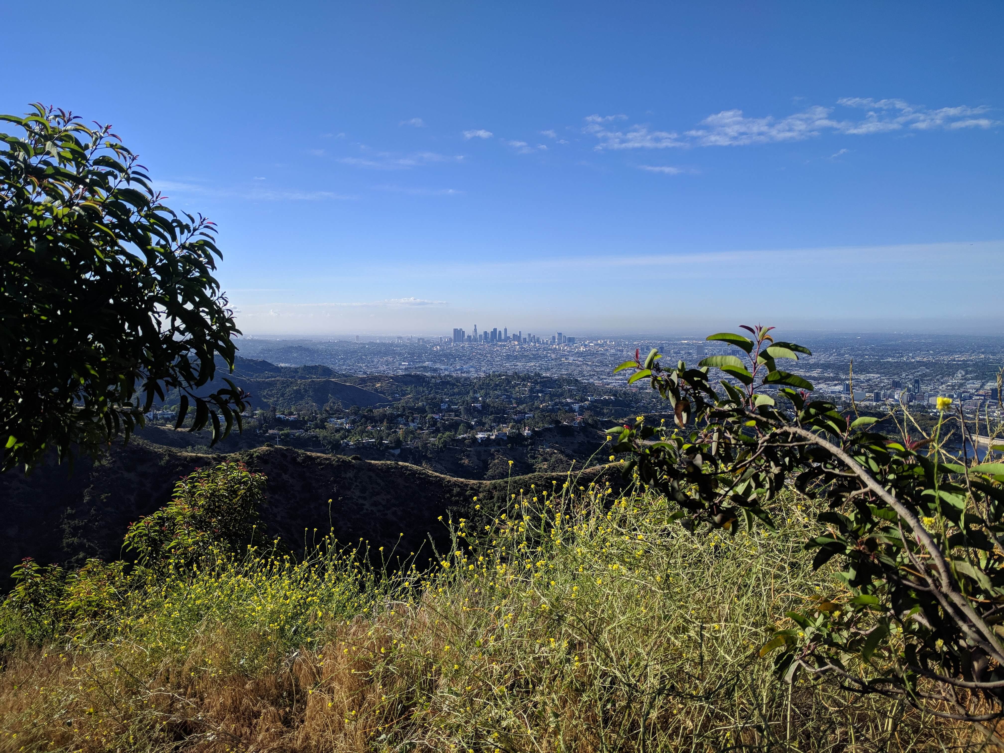 Hike the Wisdom Tree – DayDream Under the Stars