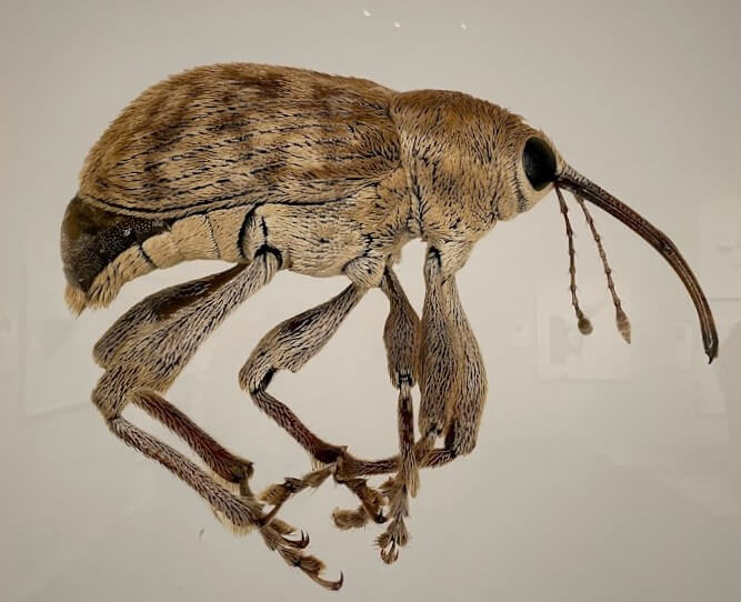 Inside “Spiky, Hairy, Shiny: Insects of L.A.” – DayDream Under the Stars