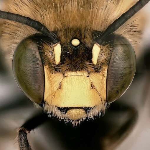 Inside “Spiky, Hairy, Shiny: Insects of L.A.” – DayDream Under the Stars