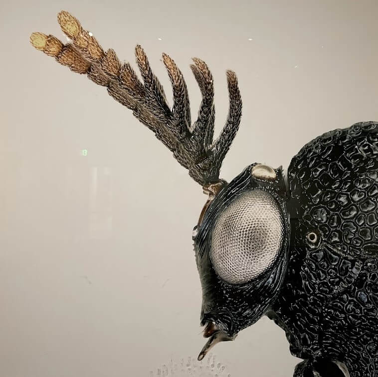 Inside “Spiky, Hairy, Shiny: Insects of L.A.” – DayDream Under the Stars