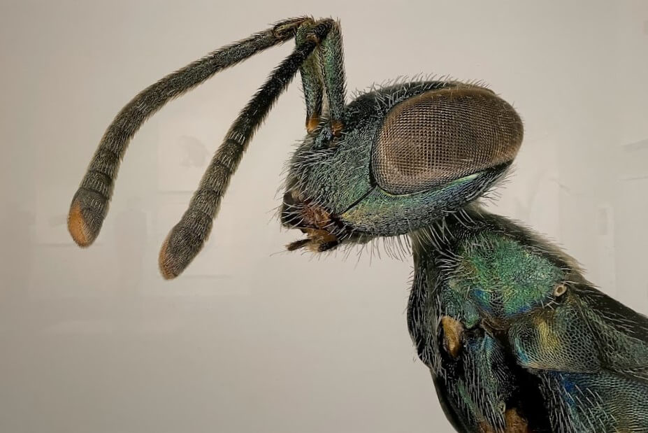 Inside “Spiky, Hairy, Shiny: Insects of L.A.” – DayDream Under the Stars