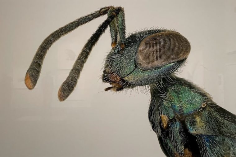 Inside “Spiky, Hairy, Shiny: Insects of L.A.” – DayDream Under the Stars