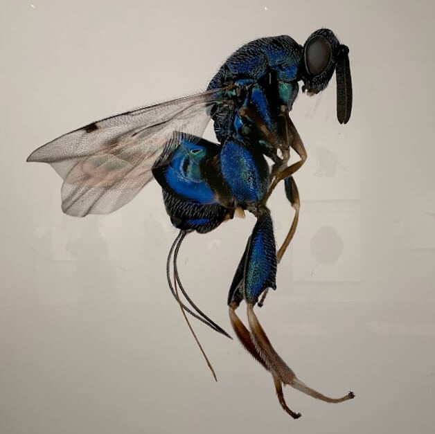 Inside “Spiky, Hairy, Shiny: Insects of L.A.” – DayDream Under the Stars