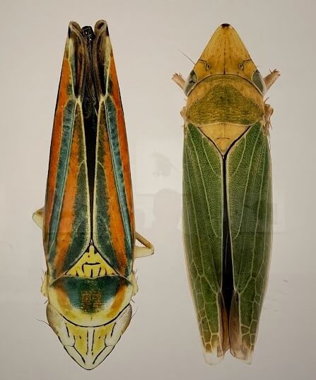 Inside “Spiky, Hairy, Shiny: Insects of L.A.” – DayDream Under the Stars