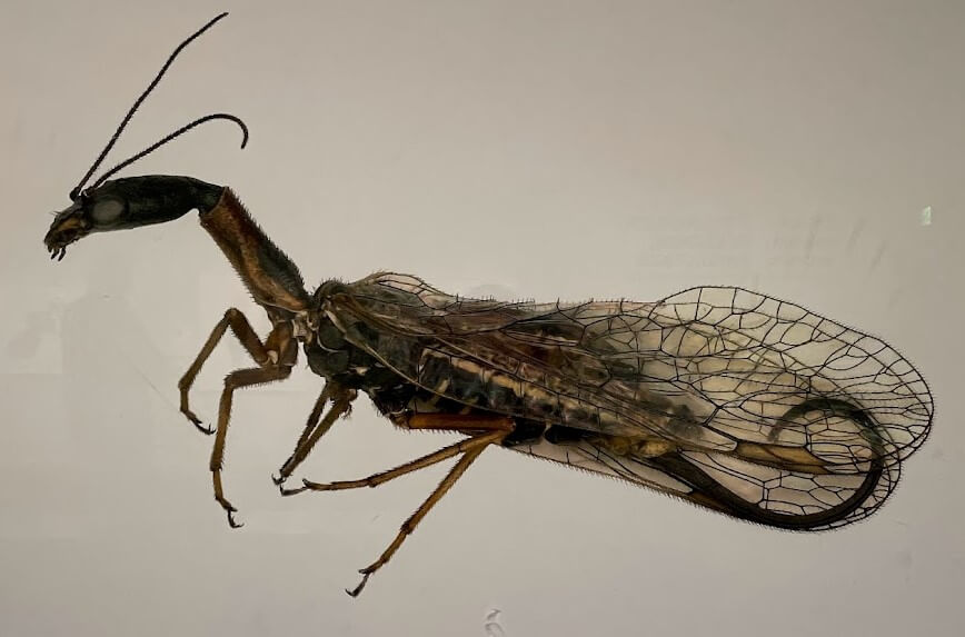 Inside “Spiky, Hairy, Shiny: Insects of L.A.” – DayDream Under the Stars