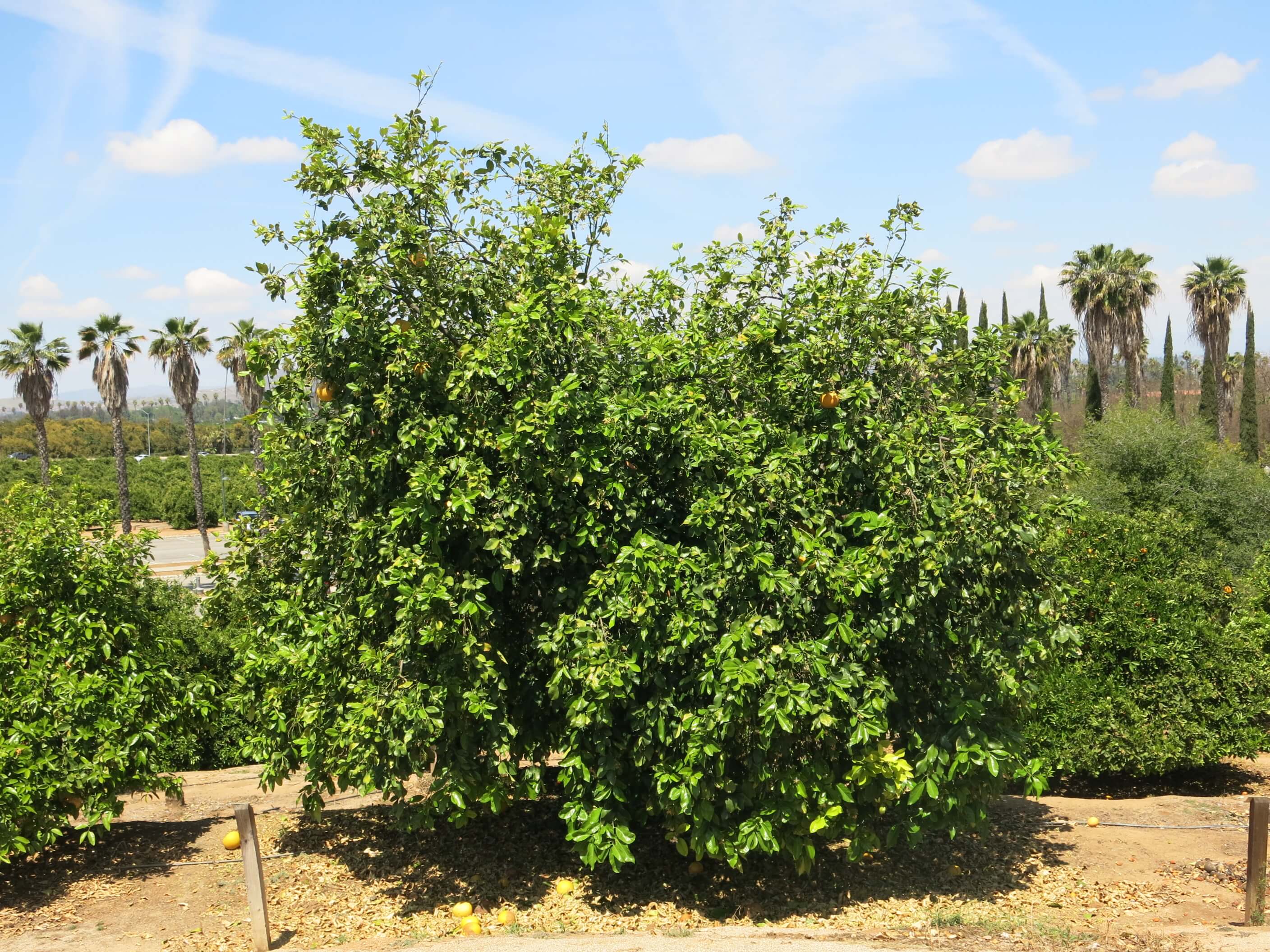 Visit California Citrus State Park: A Zesty Adventure in the Land of ...