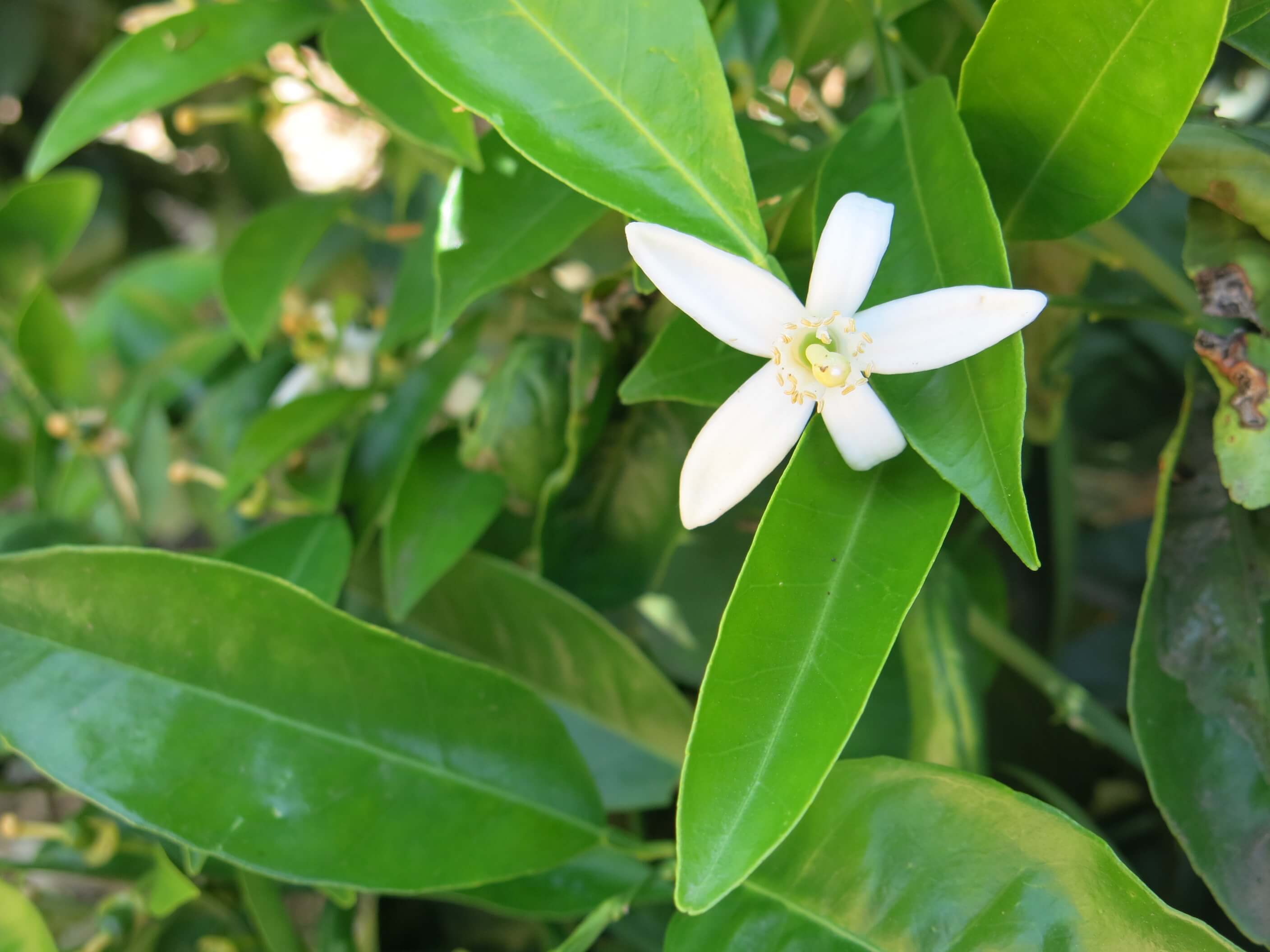 Visit California Citrus State Park: A Zesty Adventure in the Land of ...