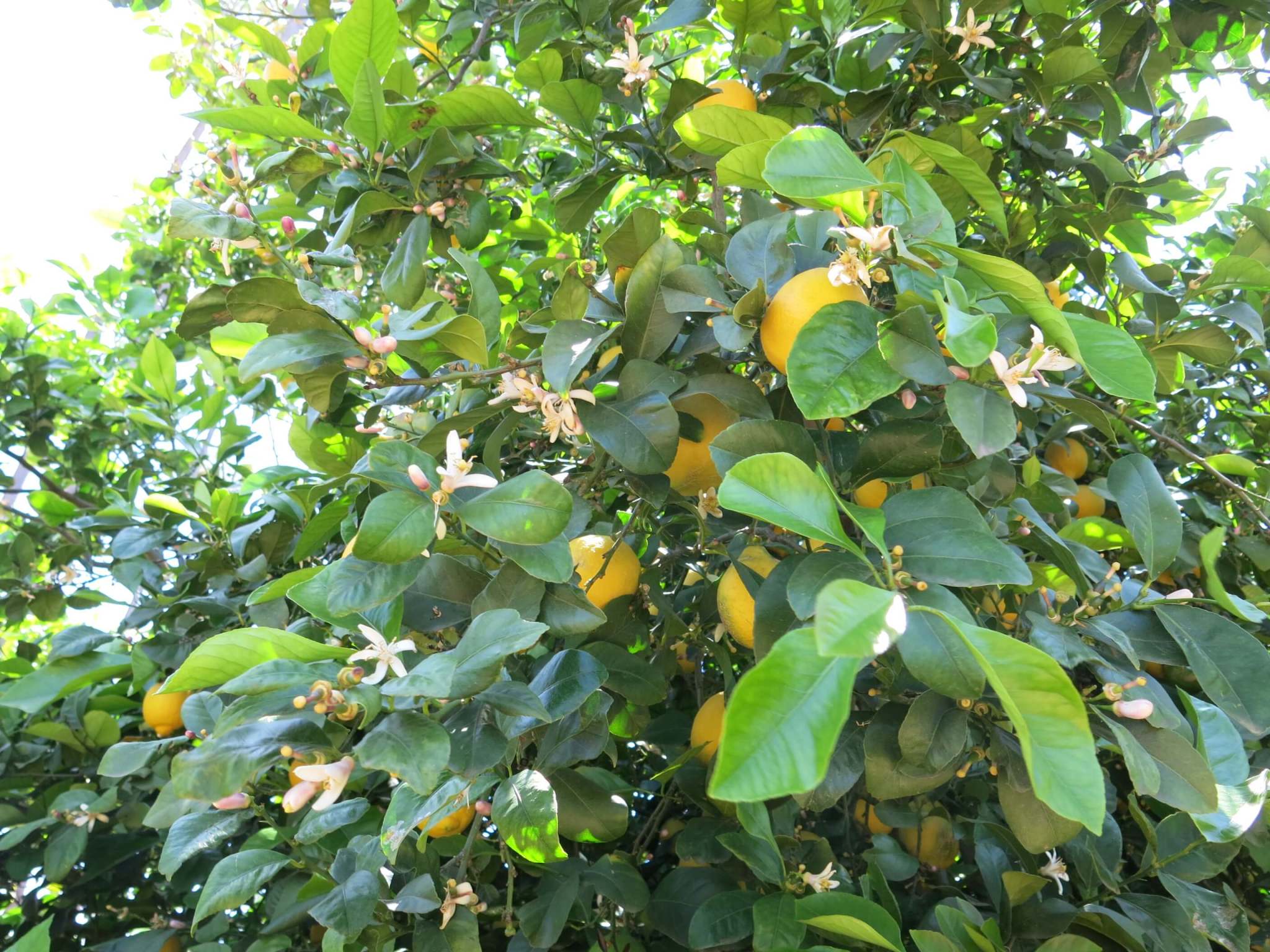 Visit California Citrus State Park: A Zesty Adventure in the Land of ...
