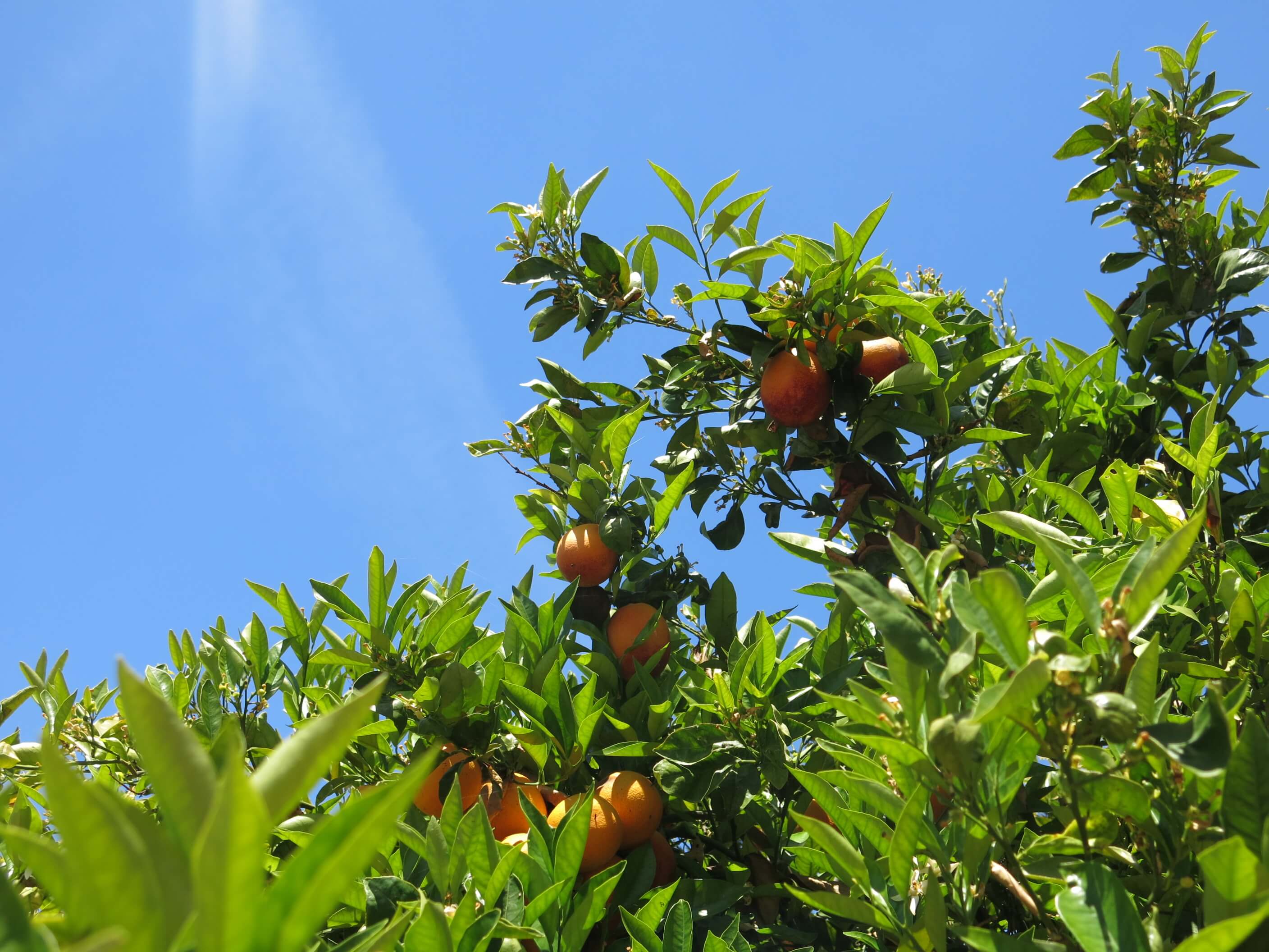 Visit California Citrus State Park: A Zesty Adventure in the Land of ...