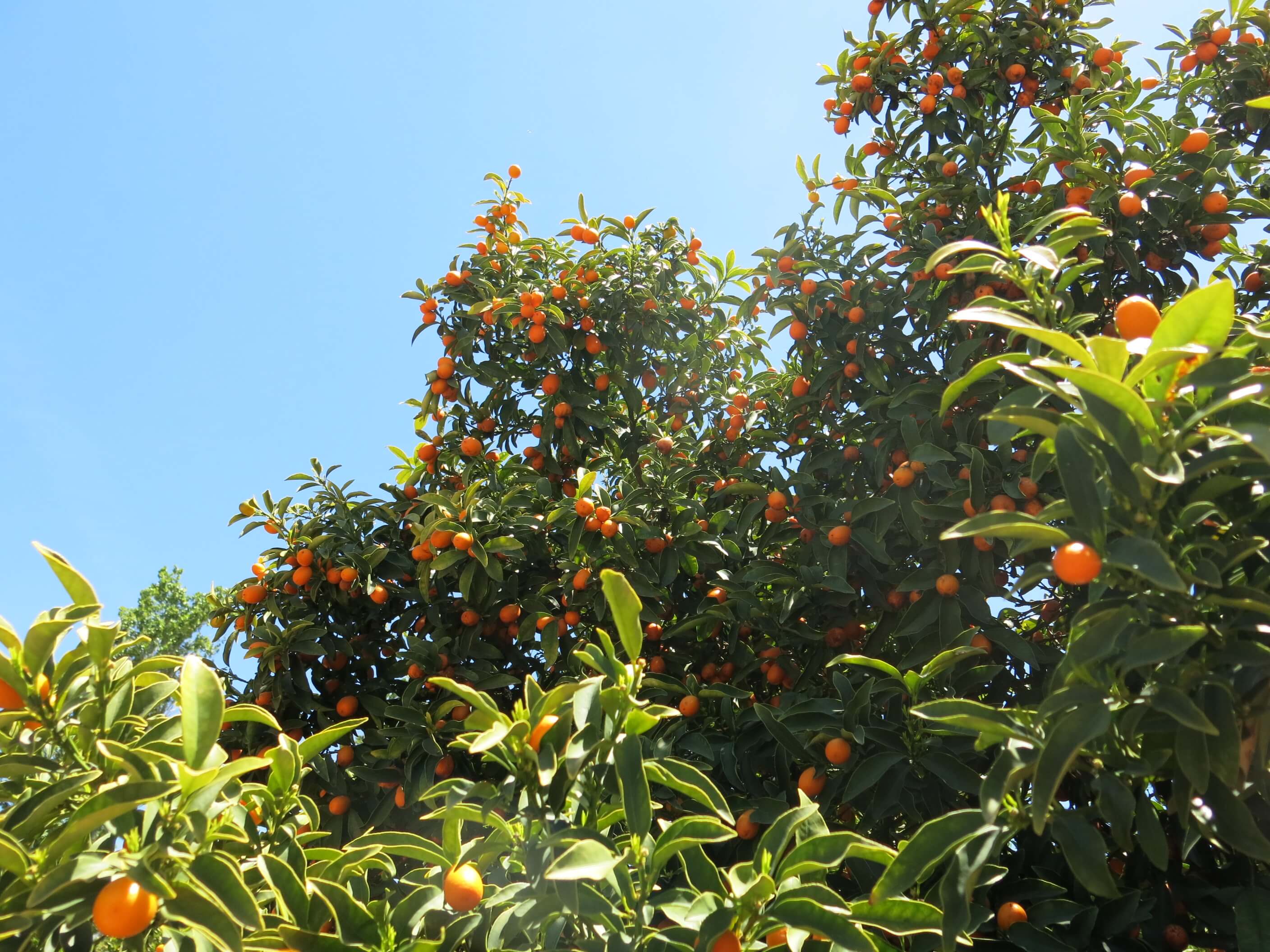 Visit California Citrus State Park: A Zesty Adventure in the Land of ...